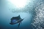 The Aquatic Speedsters: Discovering The Top 9 Fastest Animals In The ...