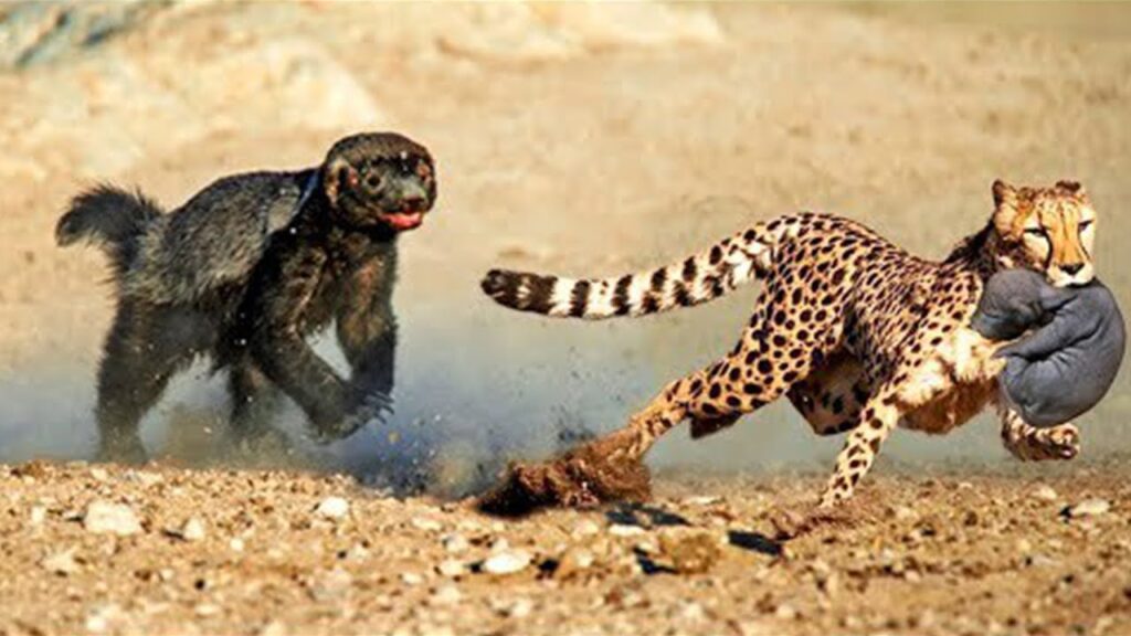 Fearless Warriors Of The Animal Kingdom: Meet The Top 12 Toughest ...