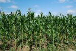 Bush Fallowing And Shifting Cultivation: Understanding The Differences ...